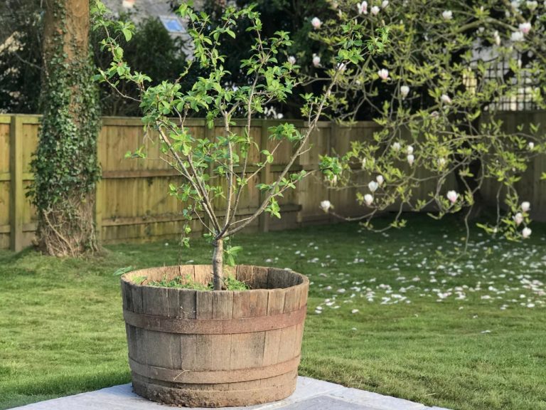 Our Garden: The Final Reveal – DEVON MAMA
